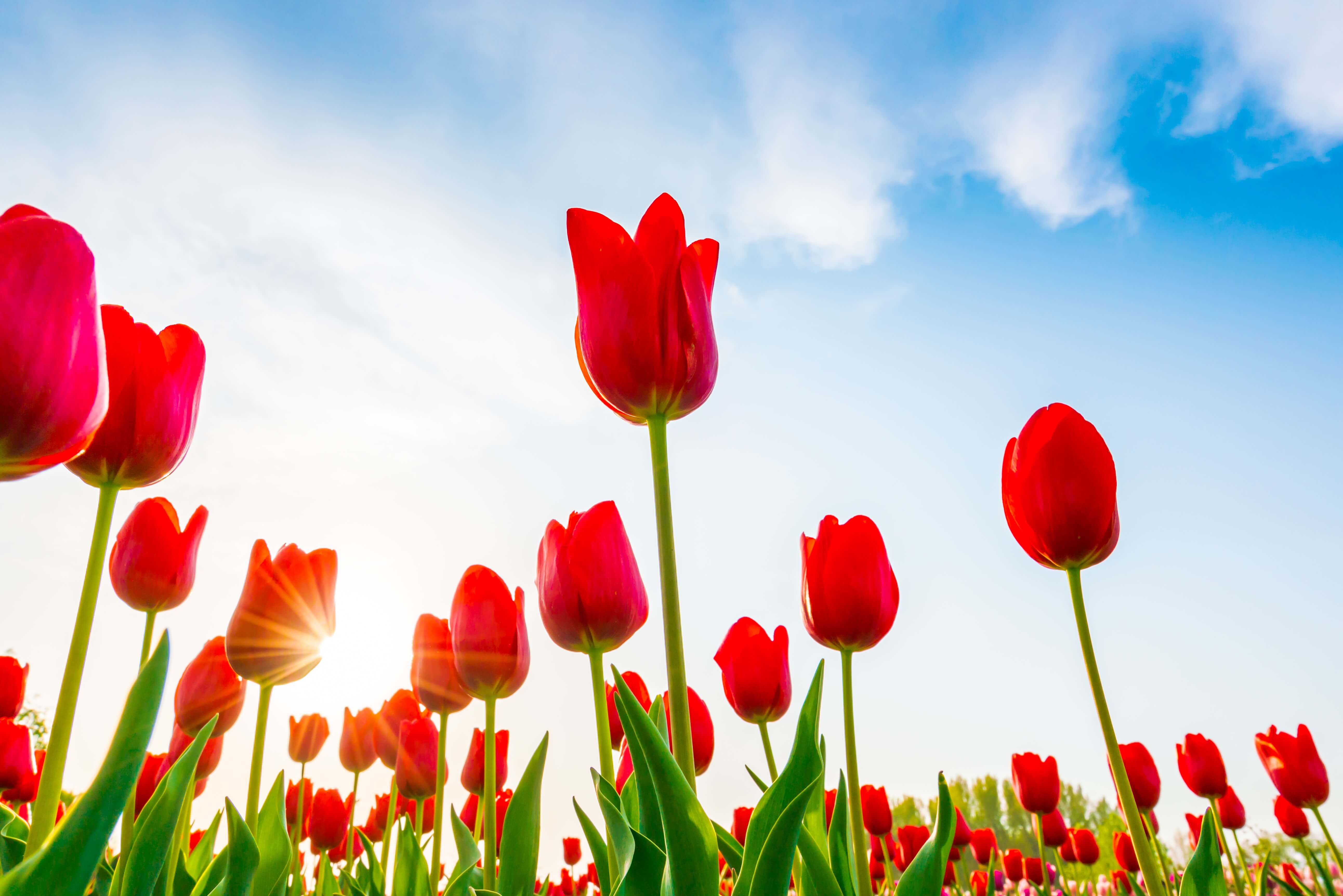 Types Of Early Spring Flowers Www inf inet