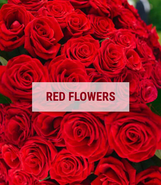 Online Flower Delivery | Send Flowers Online Same Day - MyFlowerTree