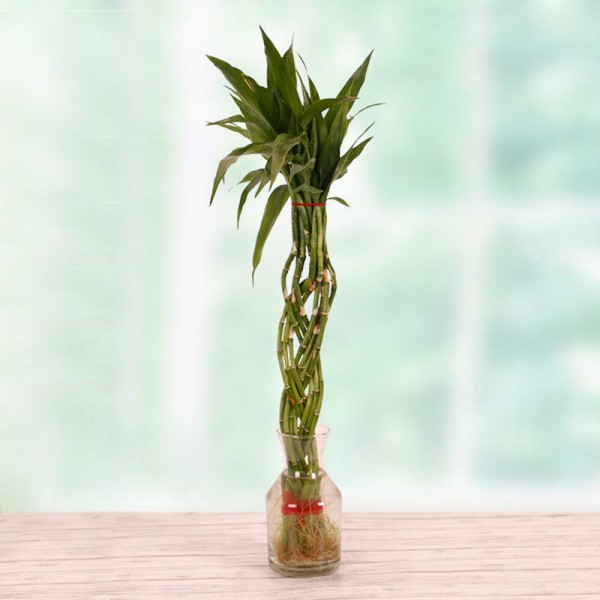 Twisted Spiral Bamboo- MyFlowerTree