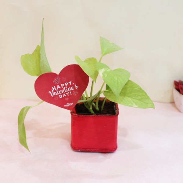 Valentine Spotlight Plant- MyFlowerTree