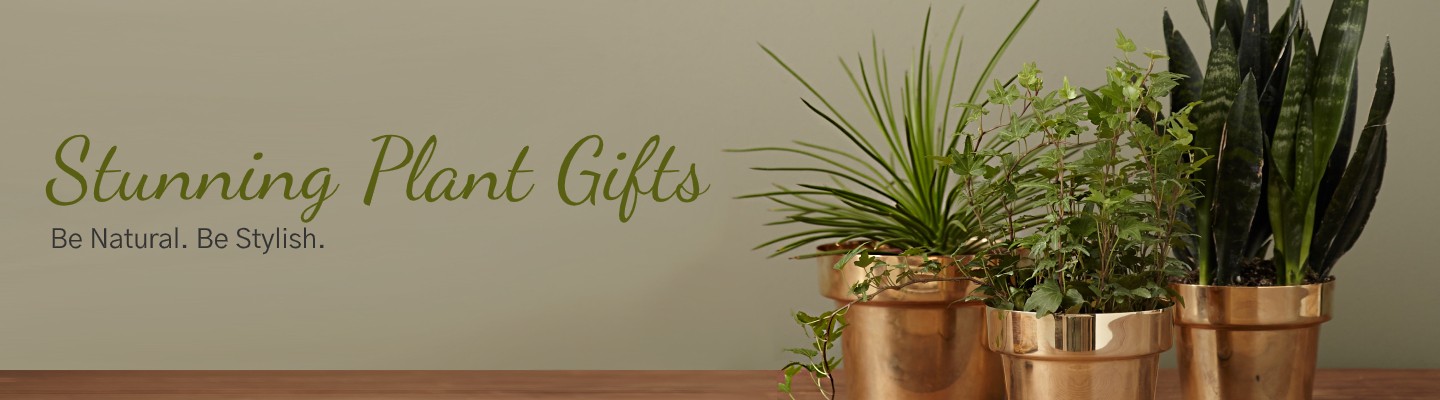 Flower Delivery Online | India’s Leading Florist - MyFlowerTree